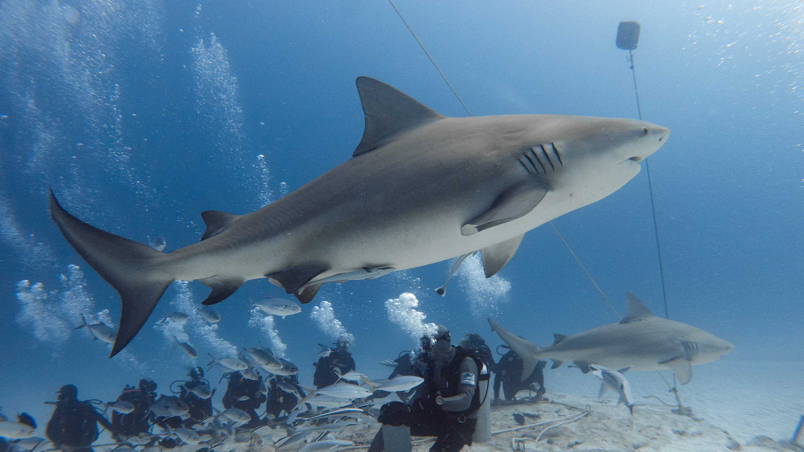 Plongée au Mexique en petit groupe | Remi Diving in Mexico