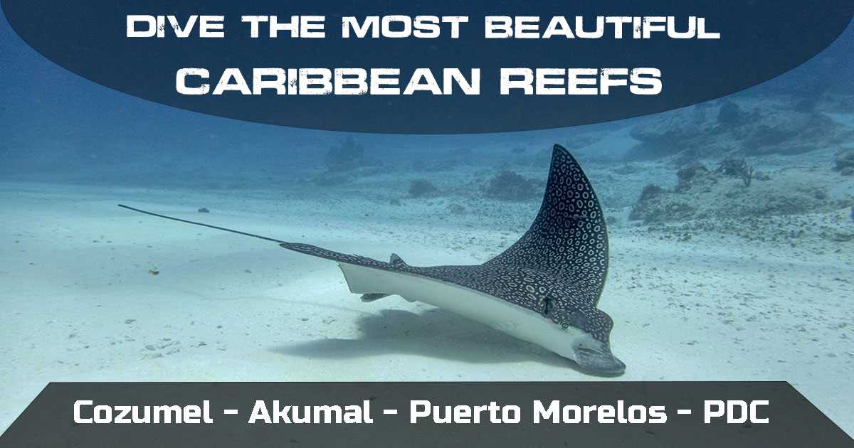 Diving from Playa del Carmen - Mexico | Remi Diving in Mexico